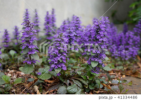 十二単 ジュウニヒトエ 花 植物の写真素材 - PIXTA 十二単 ジュウニヒトエ 花 植物の写真素材 - PIXTA