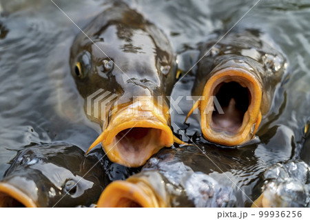 魚 鯉 髭 淡水魚の写真素材 - PIXTA 魚 鯉 髭 淡水魚の写真素材 - PIXTA